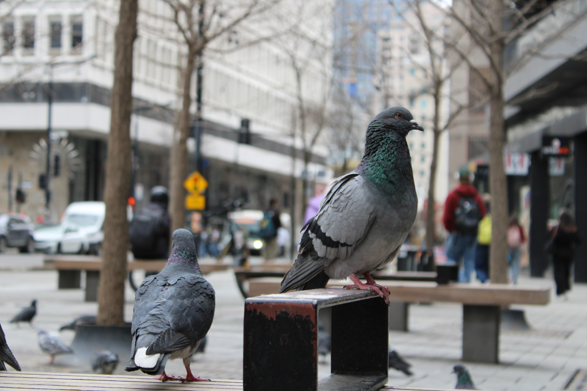 Pigeons, an emerging way to cope with stress and anxiety | News – The Link